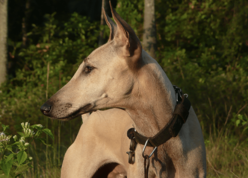 Chippiparai Dog - Indian Hunting Royalty (KANNI BREED GUIDE)