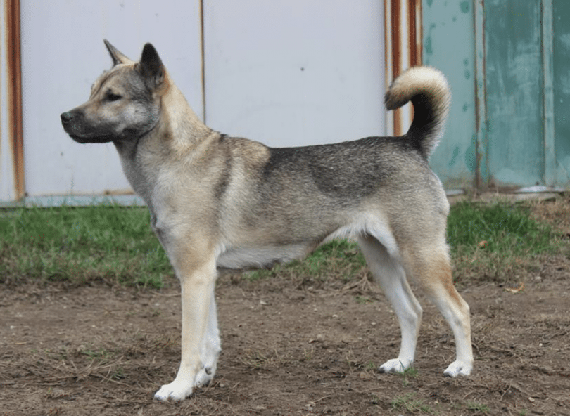 Kishu Inu - Temperament, History & Care (DOG BREED GUIDE)