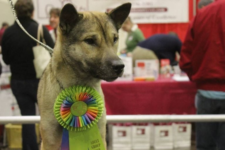 Kishu Inu - Temperament, History & Care (DOG BREED GUIDE)