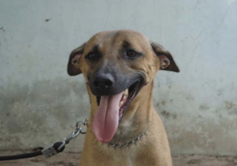 Kombai Dog: The Bull Terrier of Tamil Nadu (Breed Guide)