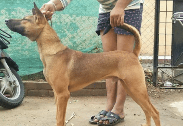 Kombai Dog - Bull Terrier of Tamil Nadu (COMBAI BREED GUIDE)