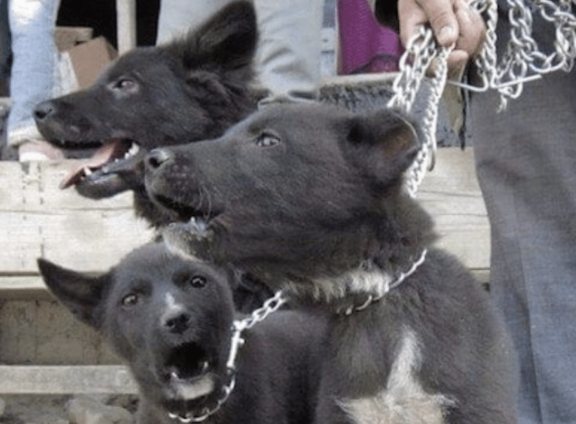 Tangkhul Hui – A Rare Hunter on the Brink (DOG BREED GUIDE)