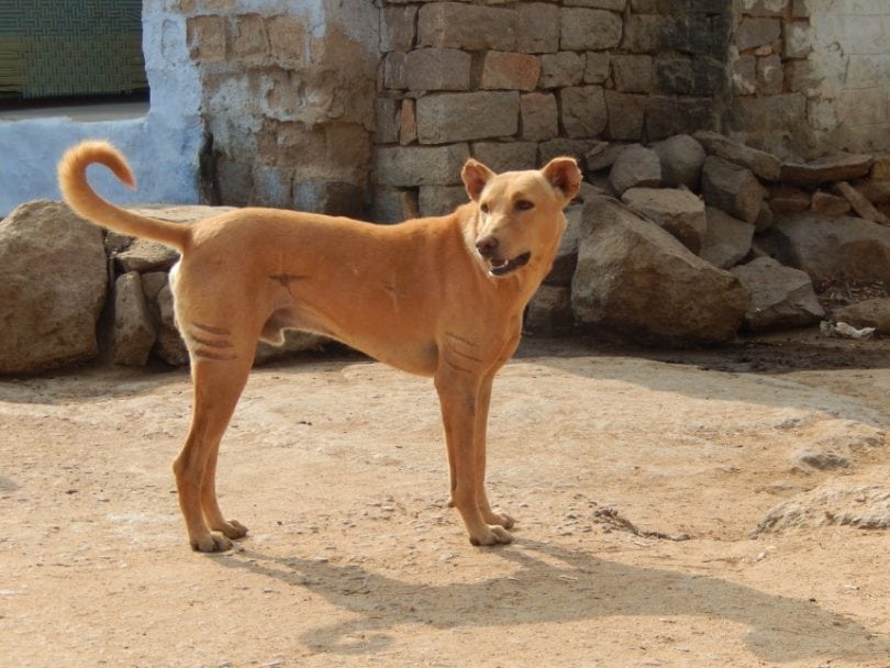 Pandikona Dog - The "Indian Doberman" (Breed Guide)