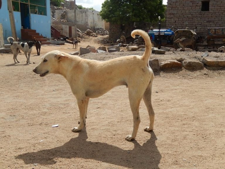Pandikona - The Forgotten Indian Doberman (DOG BREED GUIDE)
