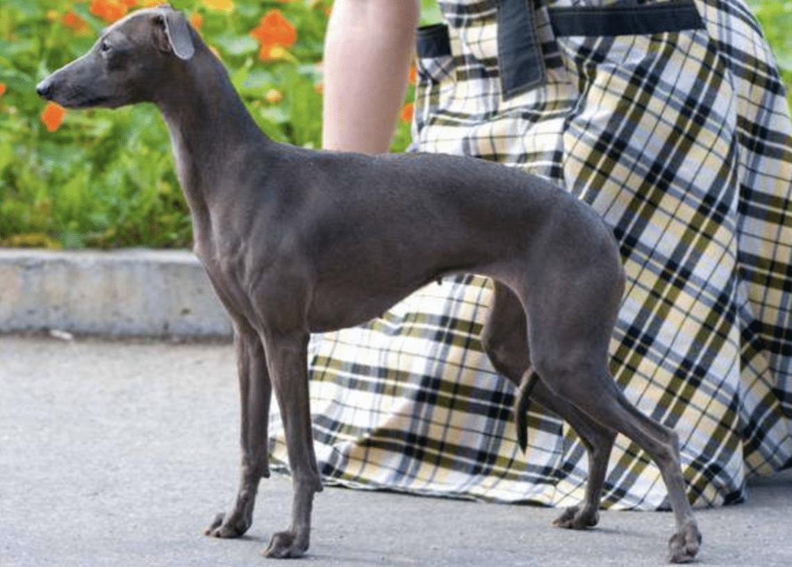 Rampur Greyhound - Temperament, History & Care (BREED GUIDE)