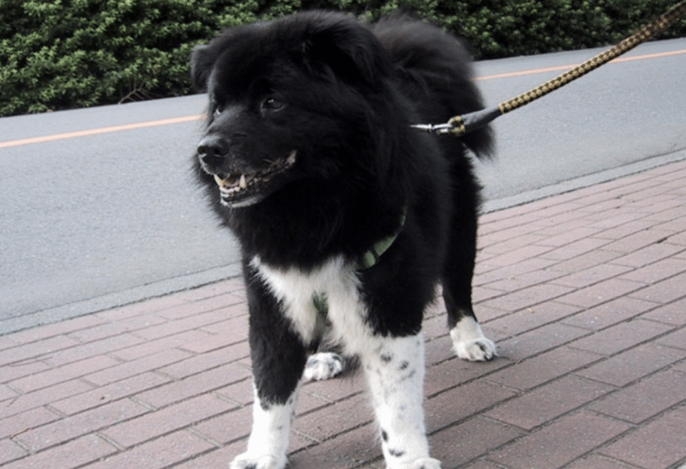 Sakhalin Husky - Everything about the Anartica Expedition Sled Dogs