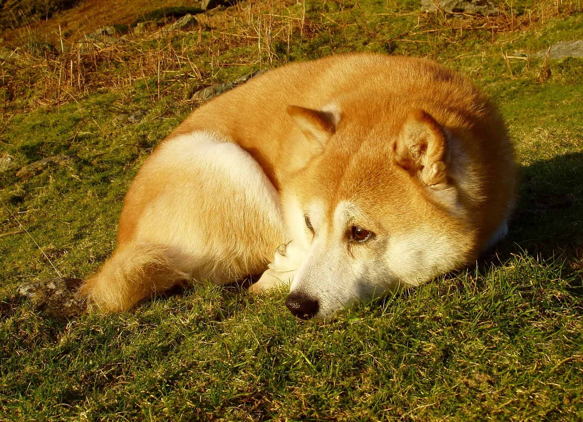 Shiba Inu: Bold, Spirited & Good Natured (Breed Guide)