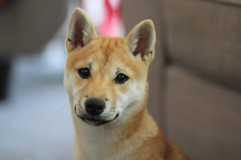 Shiba Inu: Bold, Spirited & Good Natured (Breed Guide)