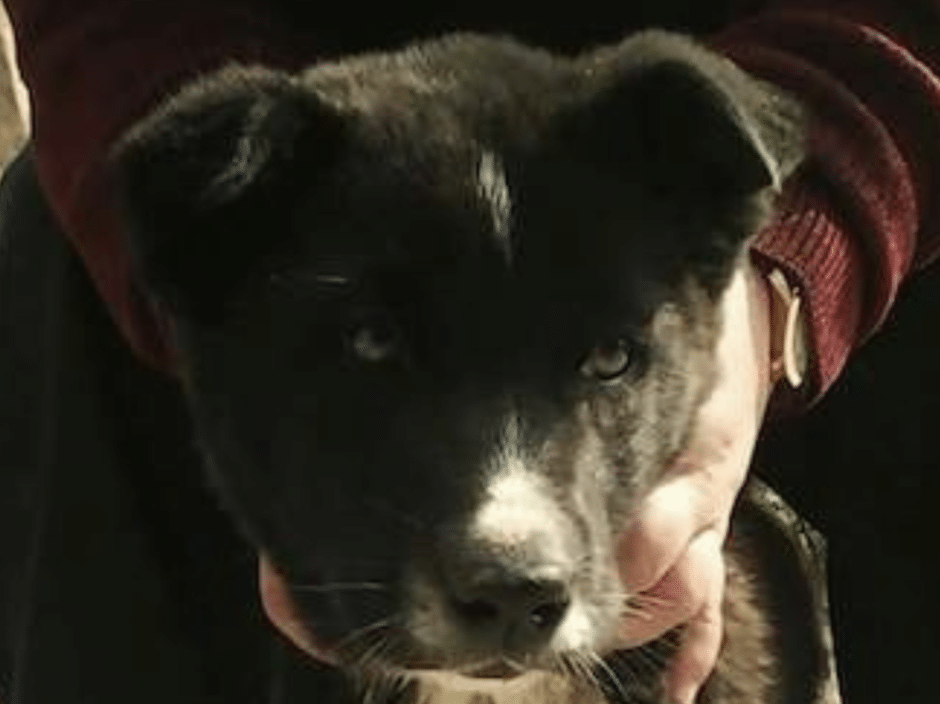 Tangkhul Hui – A Rare Hunter on the Brink (DOG BREED GUIDE)