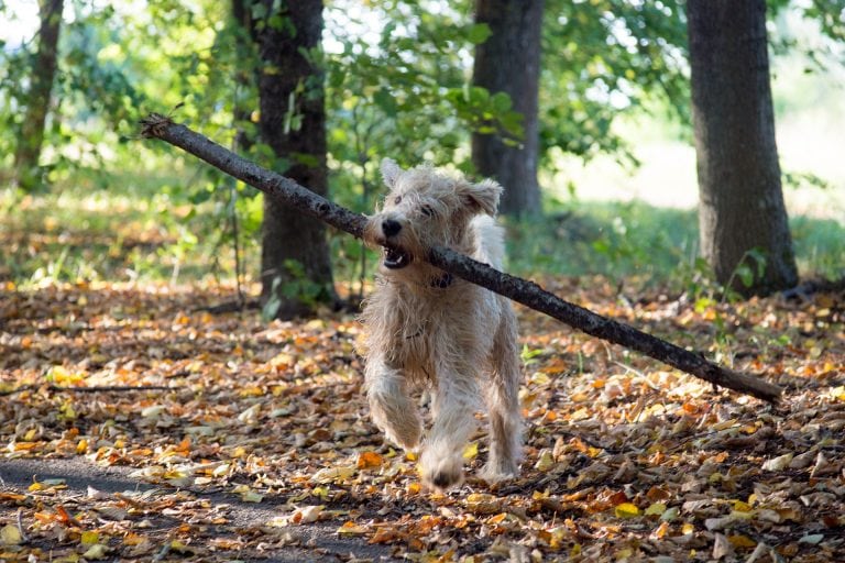 Full List of Every Recognized Dog Breed