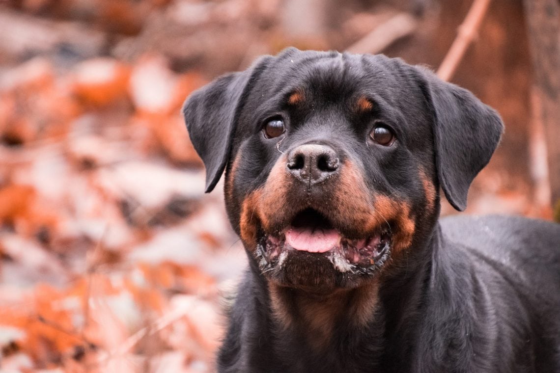 Full List of Every Recognized Dog Breed