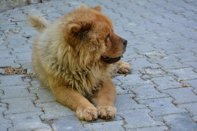 Chow Chow - Temperament, Origins & Care (DOG BREED GUIDE)