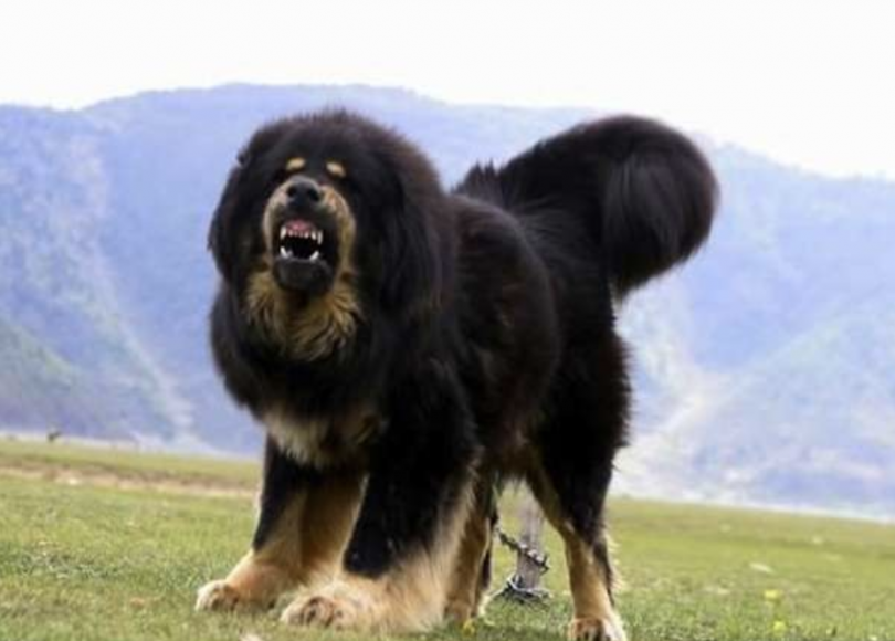 Gaddi Kutta Dog - Temperament, Origins & Care (BREED GUIDE)