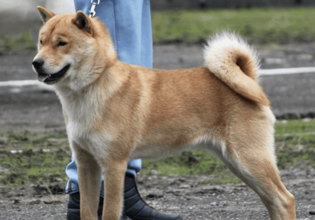 Hokkaido Inu - Temperament, Origins & Care (DOG BREED GUIDE)