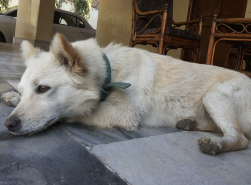 Indian Spitz – Tiny, Intelligent Balls of Floof (Breed Guide)