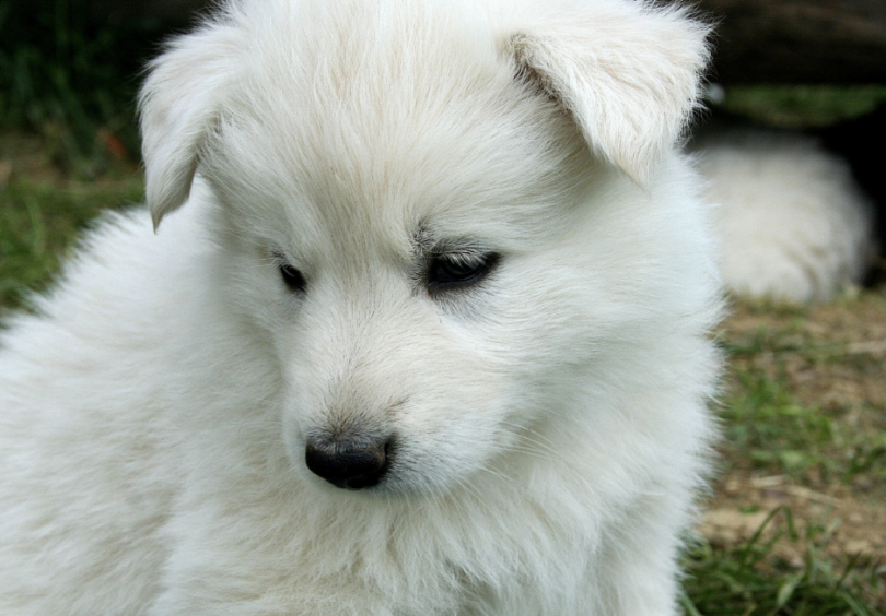 Indian Spitz – Tiny, Intelligent Balls of Floof (Breed Guide)