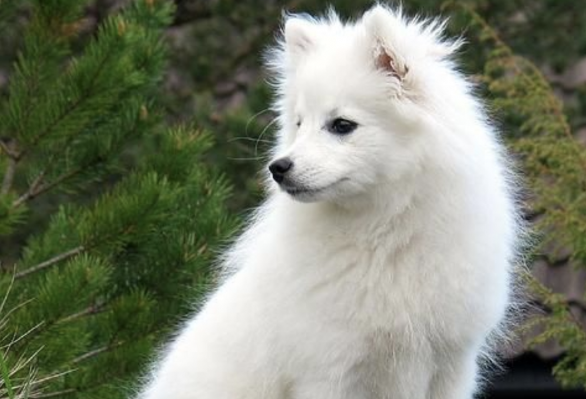 Indian Spitz – Tiny, Intelligent Balls of Floof (Breed Guide)