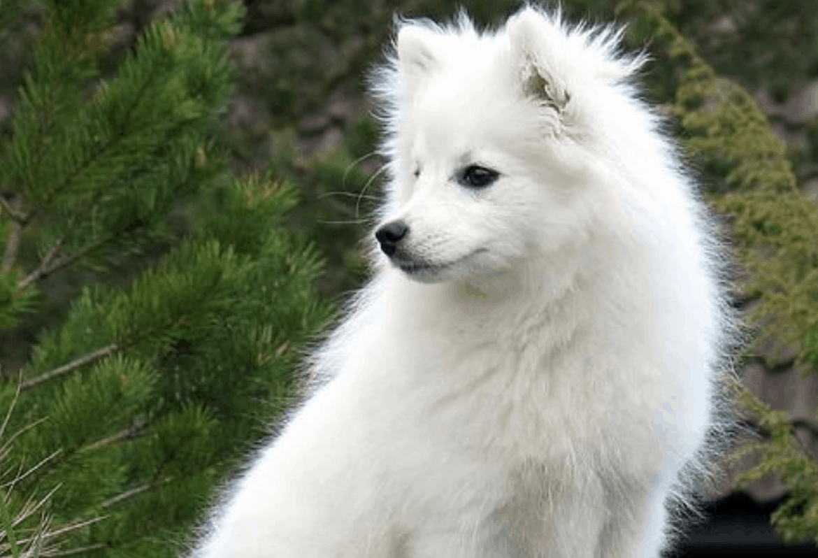 Indian Spitz – Tiny, Intelligent Balls of Floof (Breed Guide)