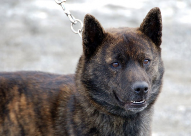 Kai Ken: The Japanese Tiger Dog (Breed Guide)