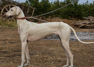 Mudhol Hound: The Ancient Indian Caravan Dogs (Breed Guide)