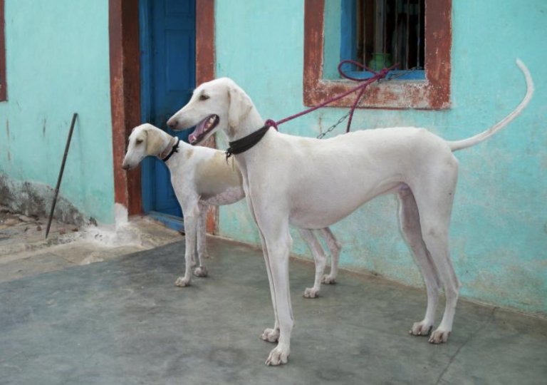 Mudhol Hound - Ancient Caravan Companion Dogs (BREED GUIDE)