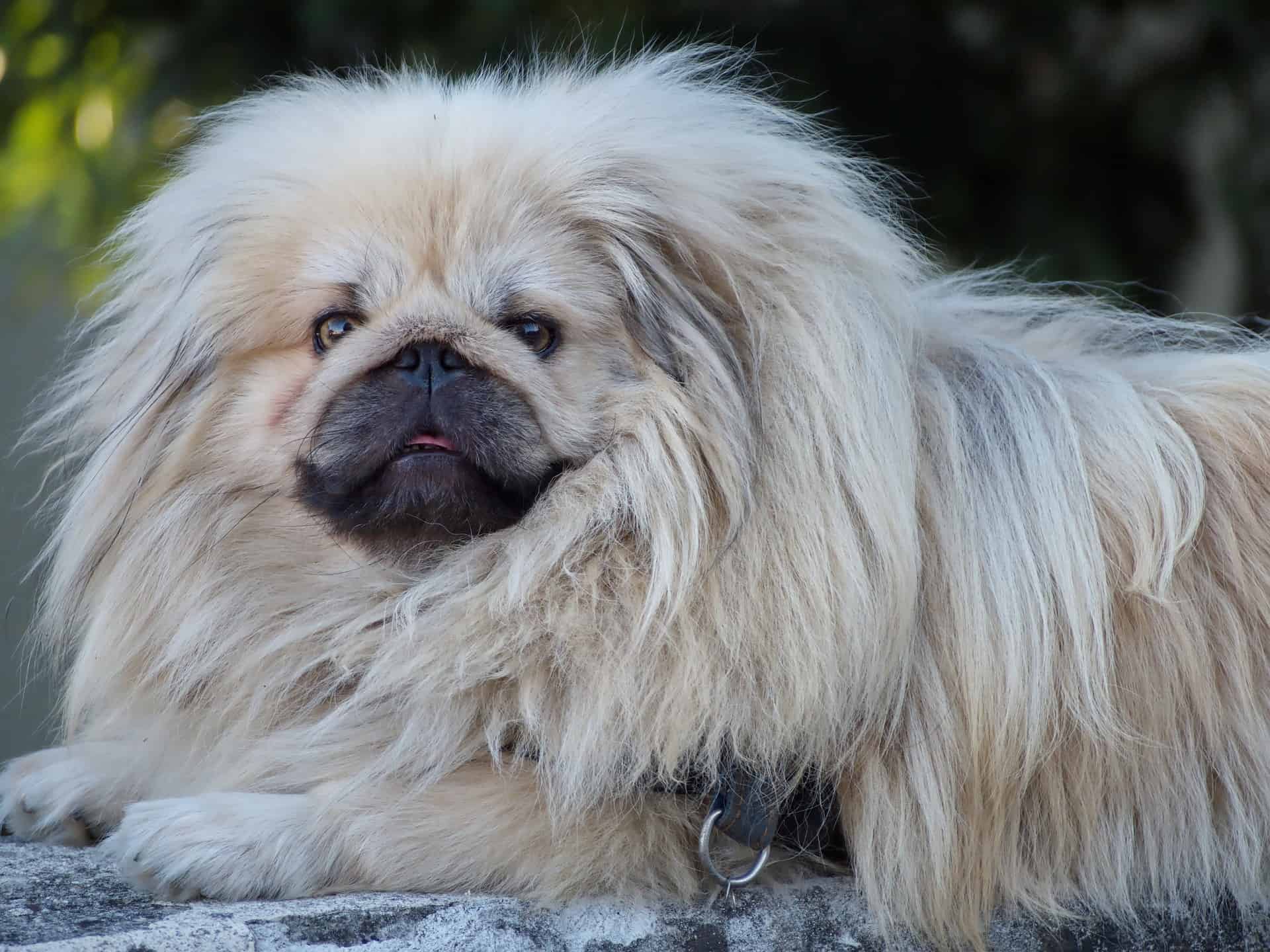 Pekingese - The Royal Lion Dogs of China (DOG BREED GUIDE)