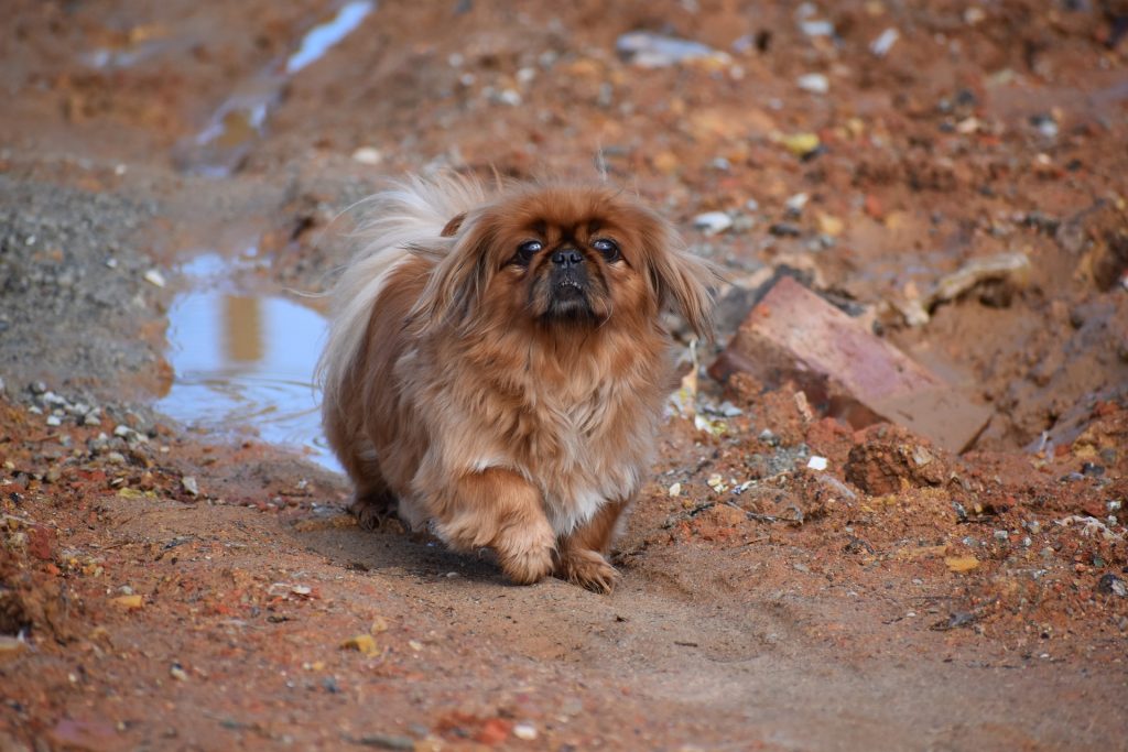 Pekingese - The Royal Lion Dogs of China (DOG BREED GUIDE)