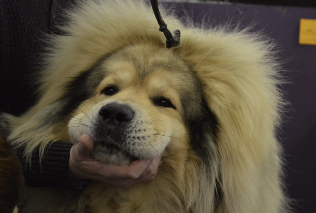 Tibetan Mastiff - The Nomadic Guardians of Tibet (BREED GUIDE)