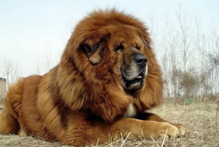 Tibetan Mastiff: The Nomadic Guardians of Tibet (Breed Guide)