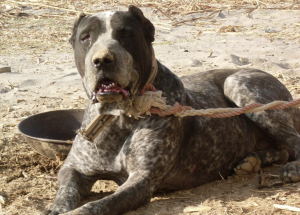 Bully Kutta - Beast of the East (Dog Breed Guide)