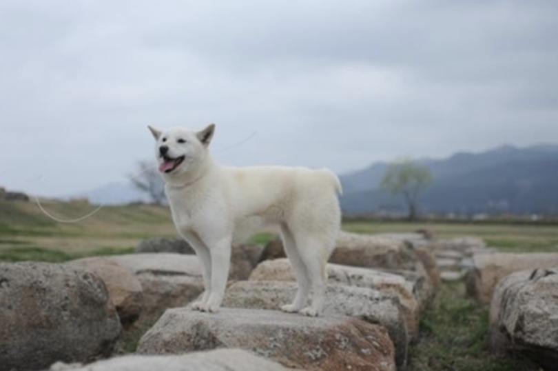 7 Native Korean Dog Breeds: Jindo, Jeju Dog & More