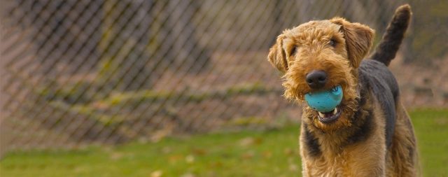 45 Medium Dog Breeds - All Recognized Medium Dogs