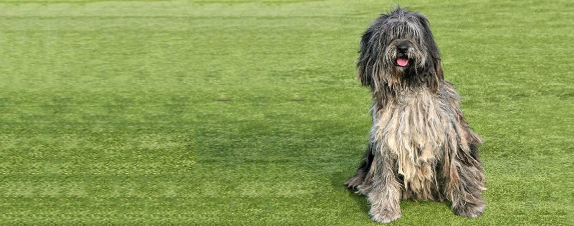 45 Medium Dog Breeds - All Recognized Medium Dogs