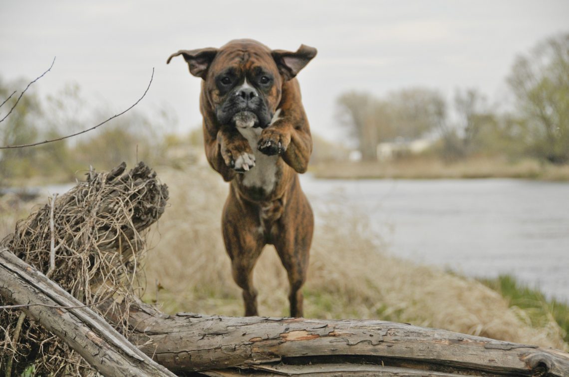 10 Most Dangerous Dog Breeds (Fatal Bite Statistics)