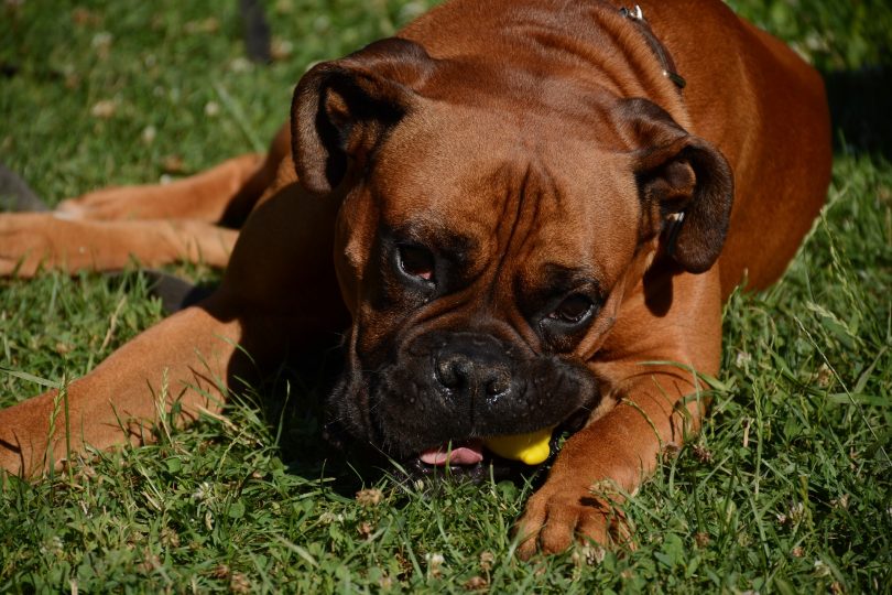 10 Most Dangerous Dog Breeds (Fatal Bite Statistics)