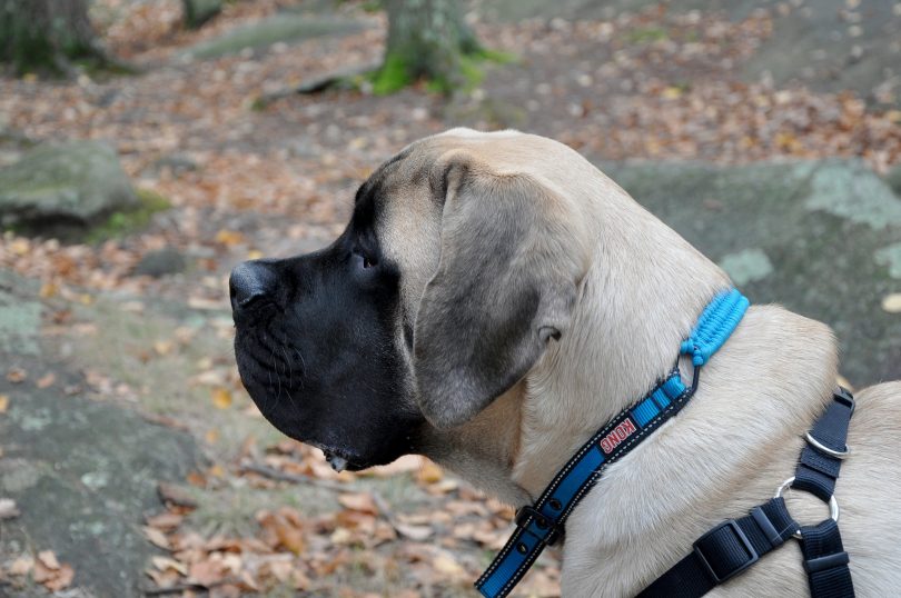 10 Most Dangerous Dog Breeds (Fatal Bite Statistics)
