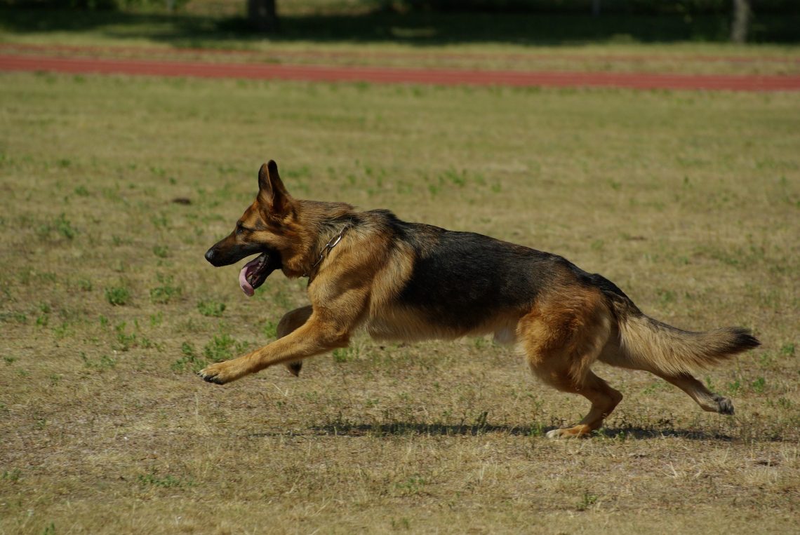 10 Most Dangerous Dog Breeds (Fatal Bite Statistics)