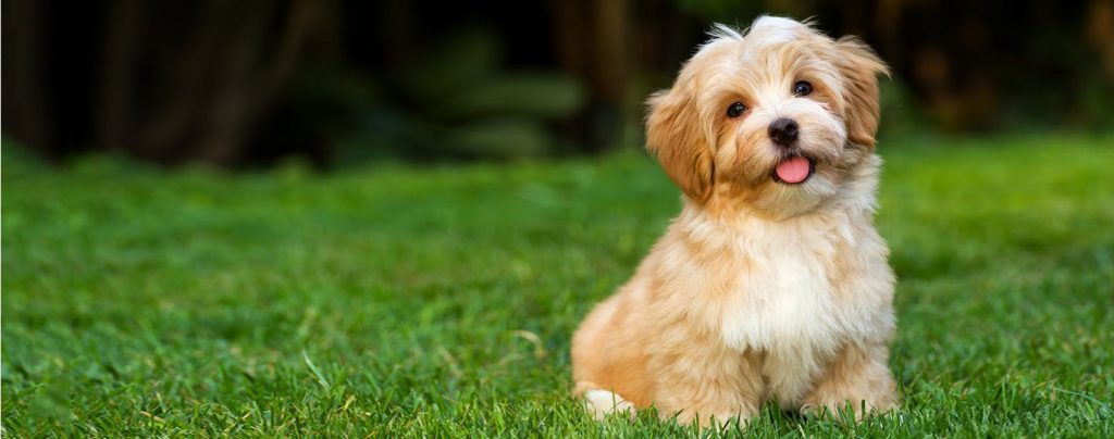 55 Hypoallergenic Dog Breeds for Sensitive Owners (FULL LIST)