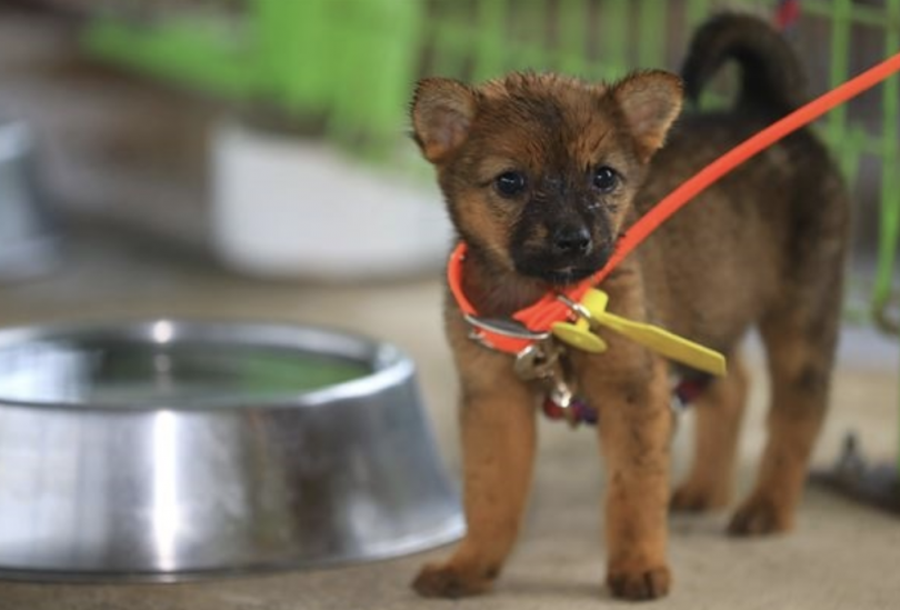 7 Native Korean Dog Breeds: Jindo, Jeju Dog & More