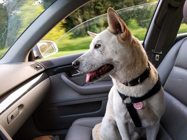 7 Native Korean Dog Breeds: Jindo, Jeju Dog & More