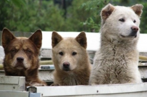 7 Native Korean Dog Breeds: Jindo, Jeju Dog & More
