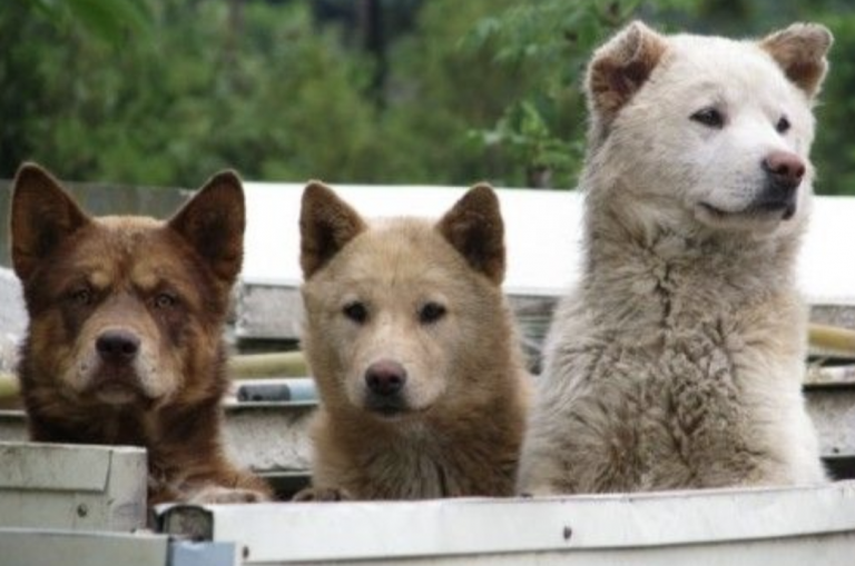 7 Native Korean Dog Breeds: Jindo, Jeju Dog & More