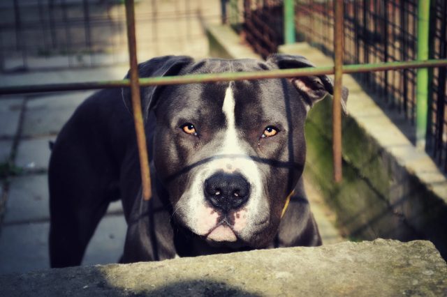 4 Types of Pitbulls: A Complete Guide to All Pitbull Dogs