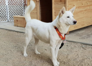 7 Native Korean Dog Breeds: Jindo, Jeju Dog & More