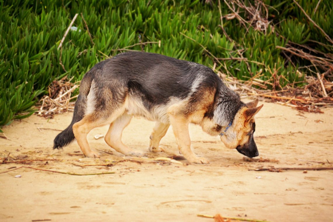 7 Shocking Reasons Why Dogs Eat Poop (and How to Stop It)
