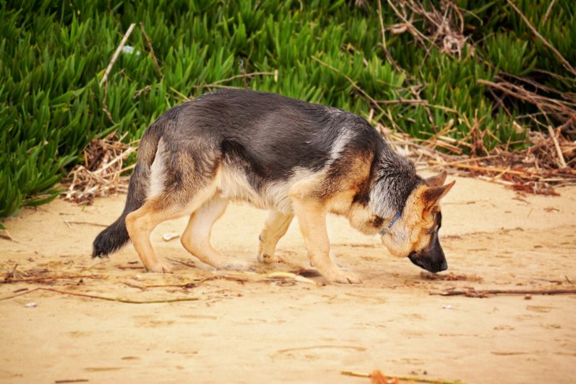 7 Shocking Reasons Why Dogs Eat Poop (and How to Stop It)