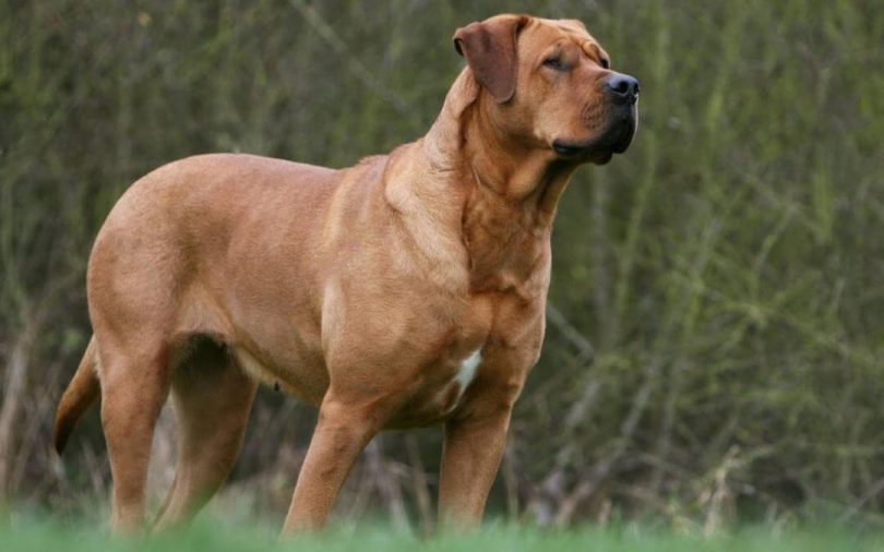 13 Native Japanese Dog Breeds (All Japanese Dogs)
