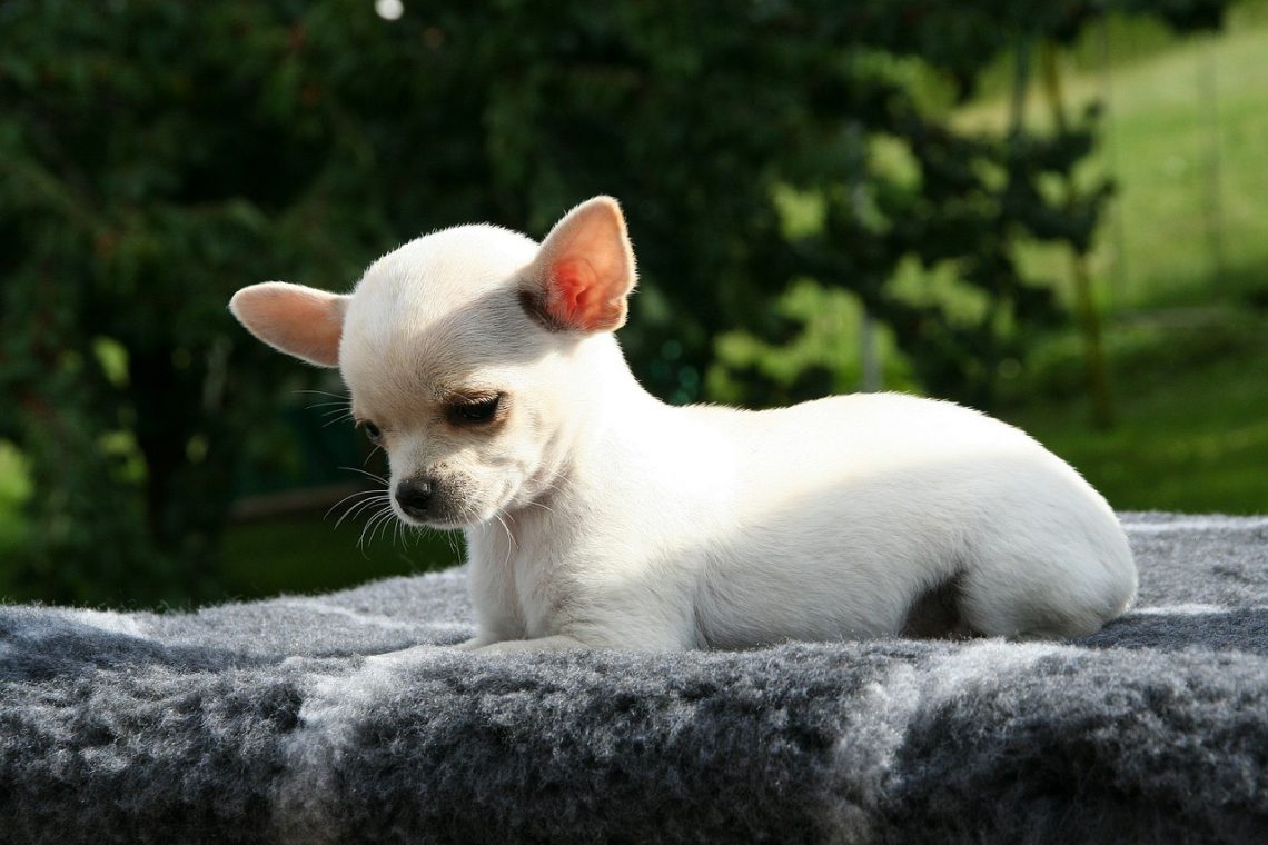 5 Native Mexican Dog Breeds: Xolo, Chihuahua & More