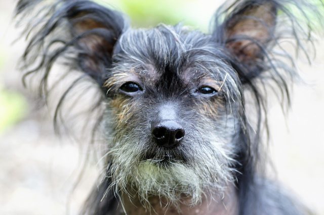 5 Native Mexican Dog Breeds: Xolo, Chihuahua & More