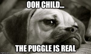 48 Best Pug Jokes & Puns (From Around the Internet)
